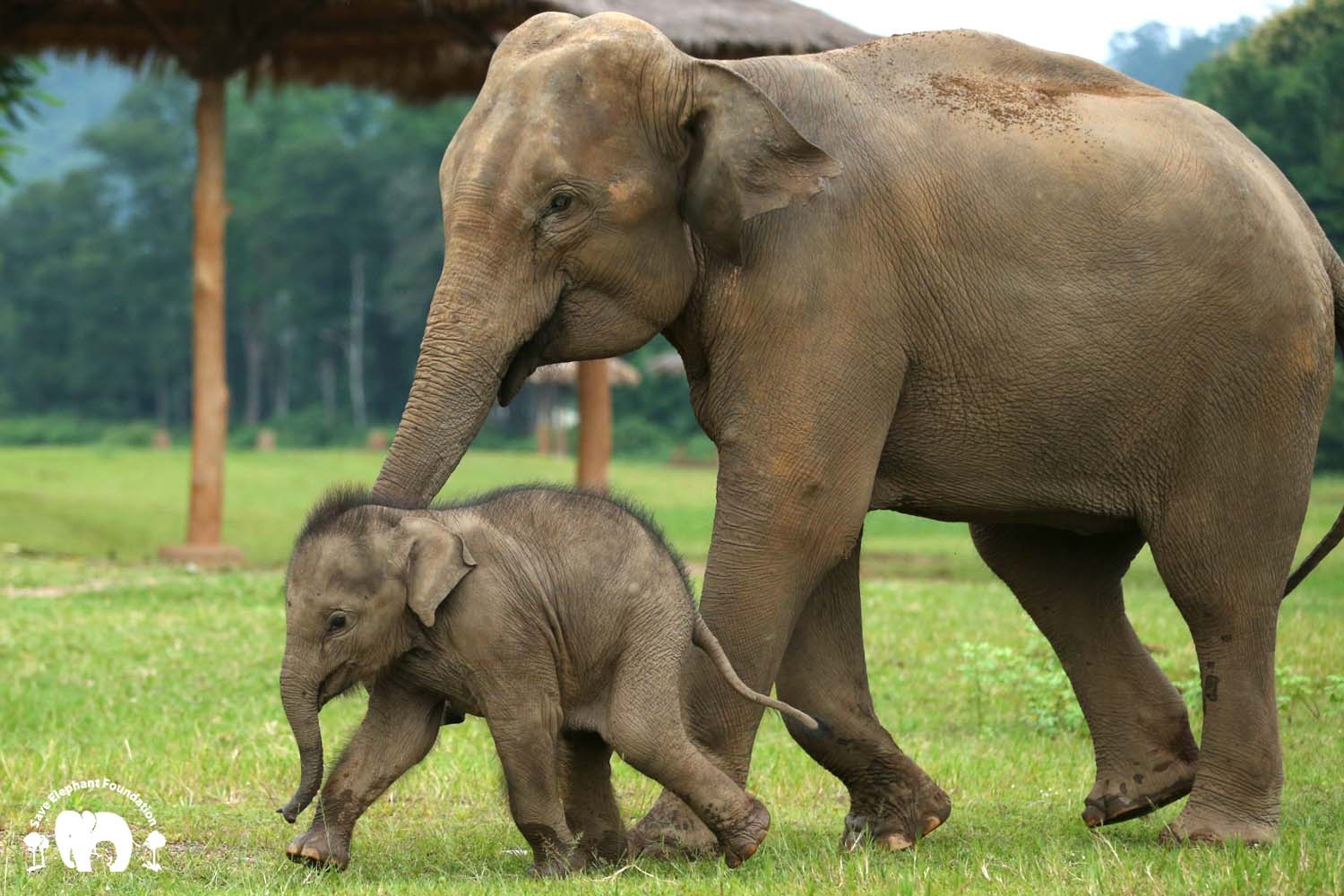 Baby Chaba - Save Elephant Foundation